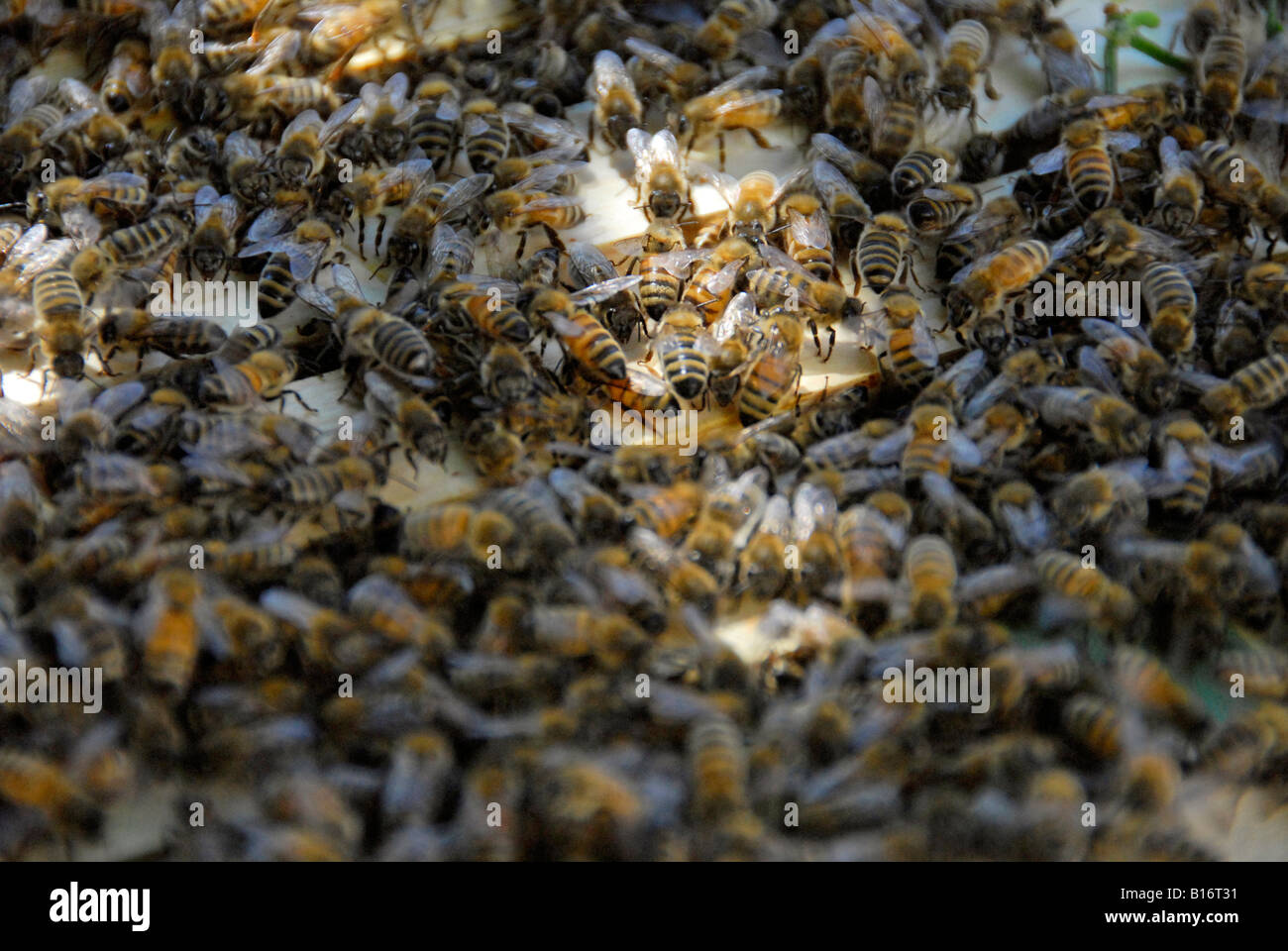 "swarm of ^honeybees in portable ^beehive, "San Francisco", California ...