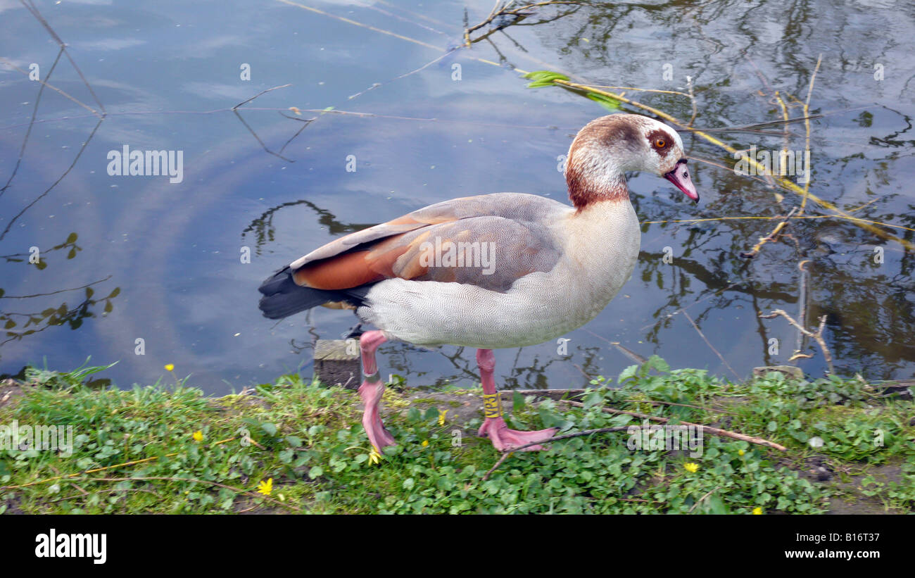 Duck walking at the bank Stock Photo - Alamy