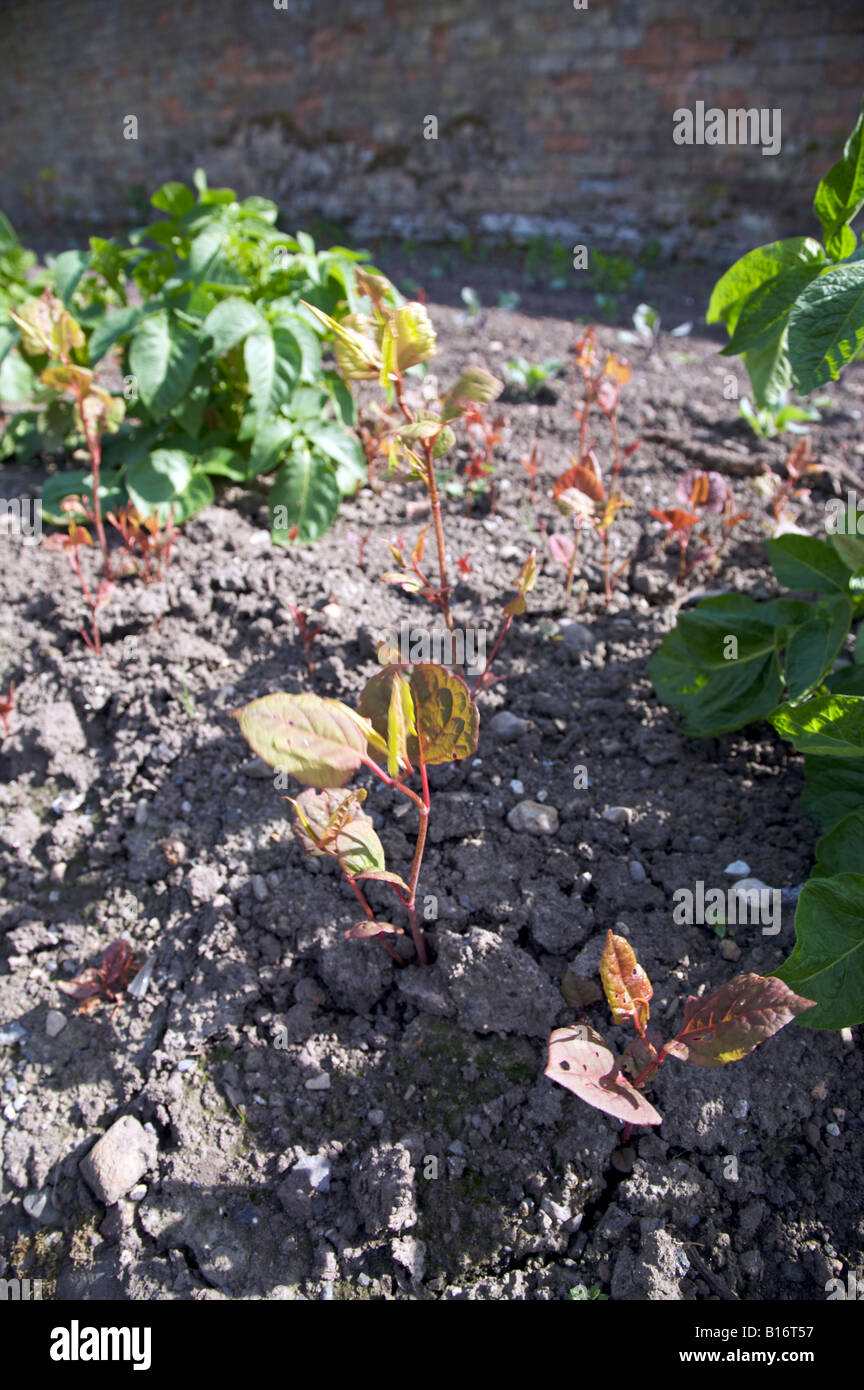 JAPANESE KNOTWEED INVASIVE GARDEN Stock Photo - Alamy
