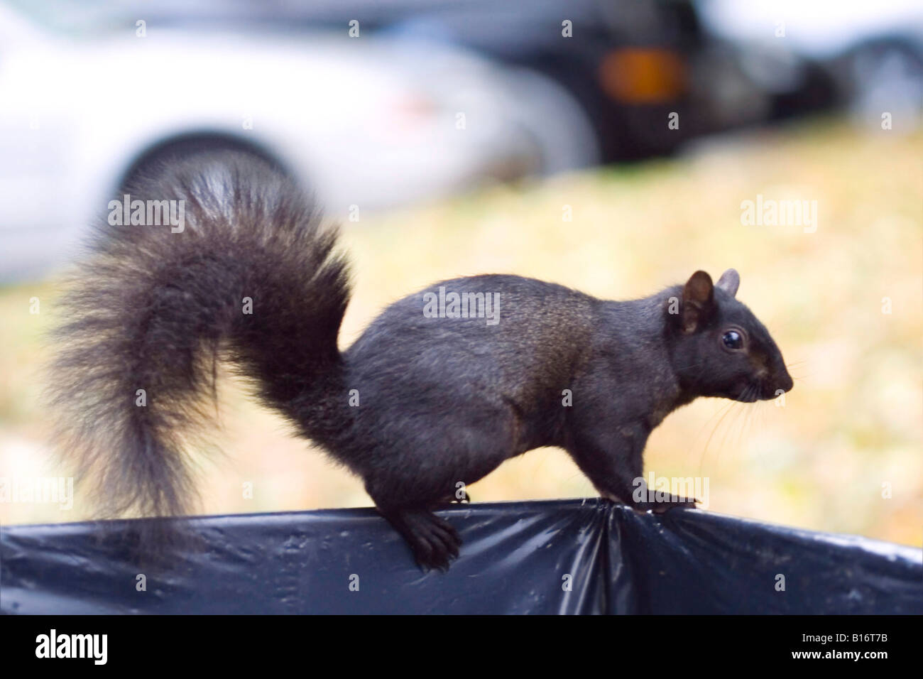 Curved claws hi-res stock photography and images - Alamy