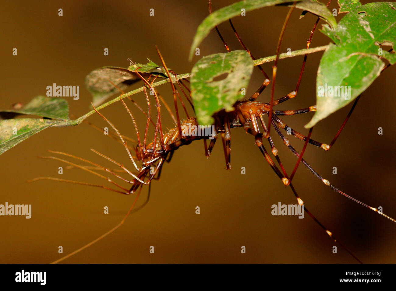 Long legged centipede Stock Photo - Alamy