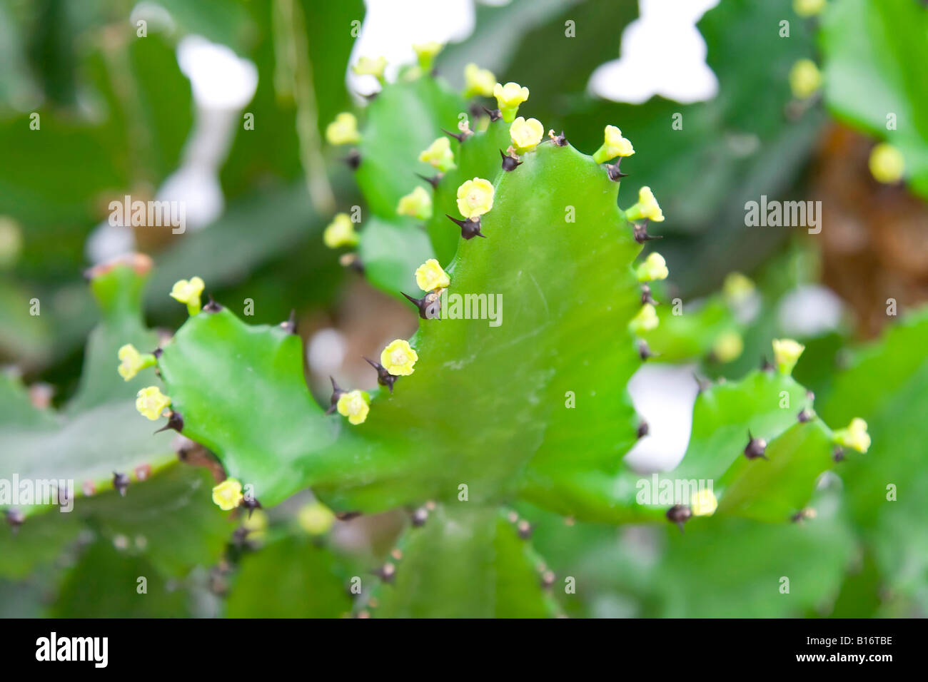 Flowers close up abstract backgrounds Stock Photo - Alamy