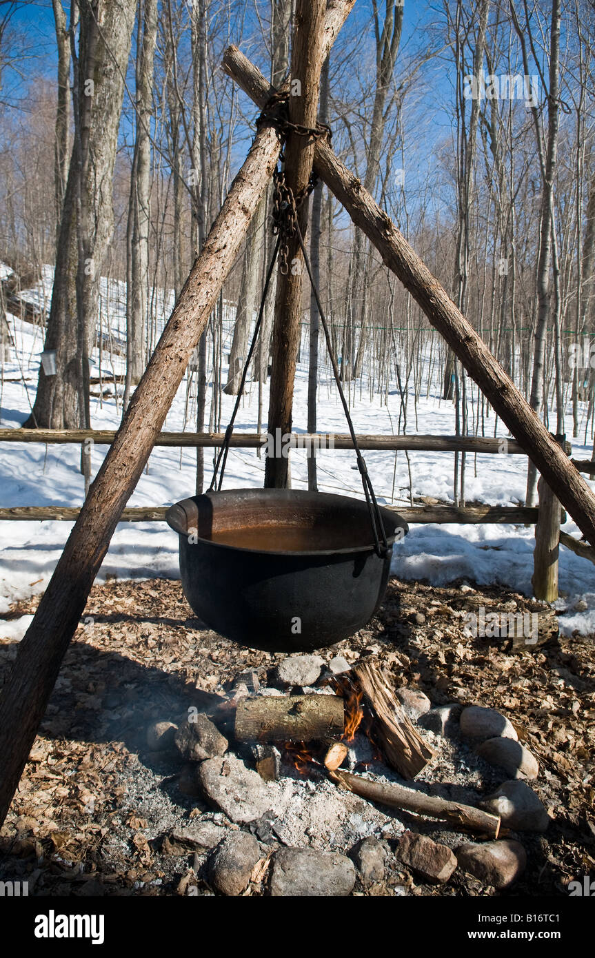 A cauldron filled with sap heated by campfire in order to produce maple ...
