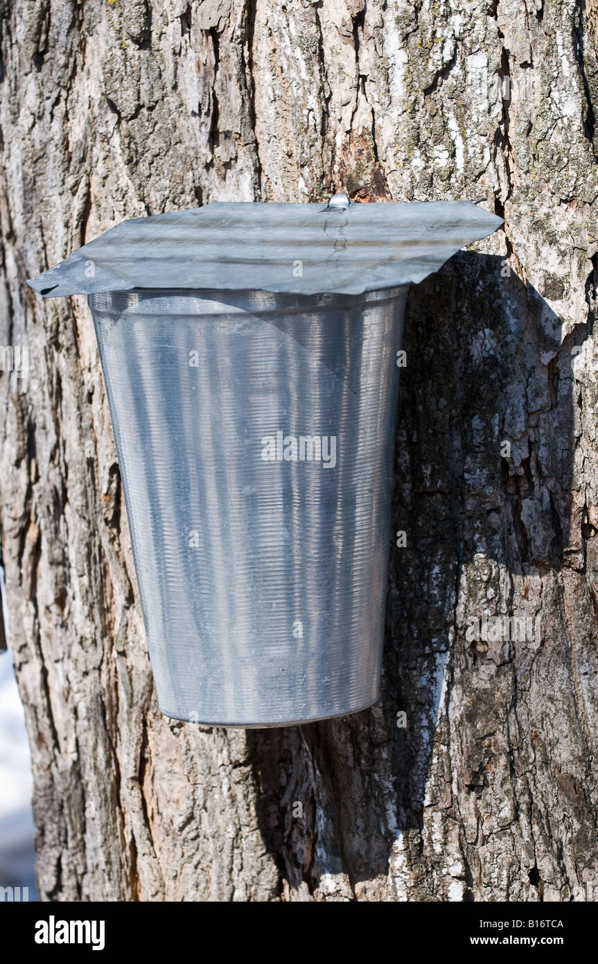 A hollow spigot is tapped into a maple tree and then a pail hung on to ...