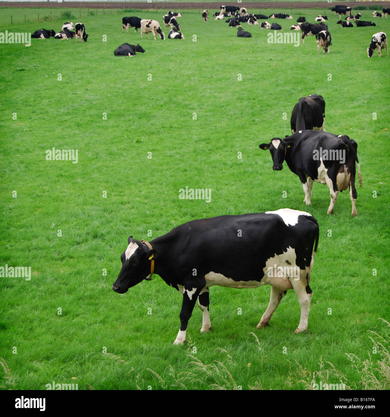 cows in field Stock Photo - Alamy