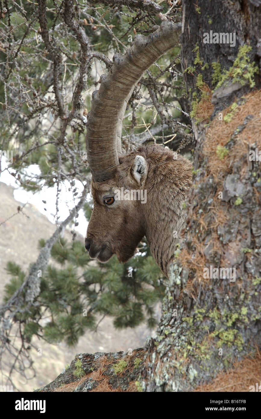 Capra ibex maschio hi-res stock photography and images - Alamy