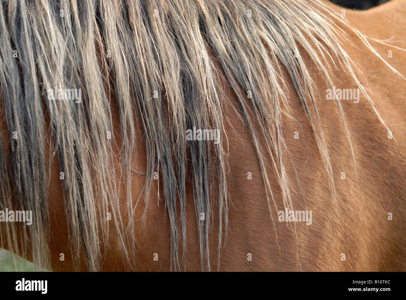 Coarse Mane High Resolution Stock Photography and Images - Alamy