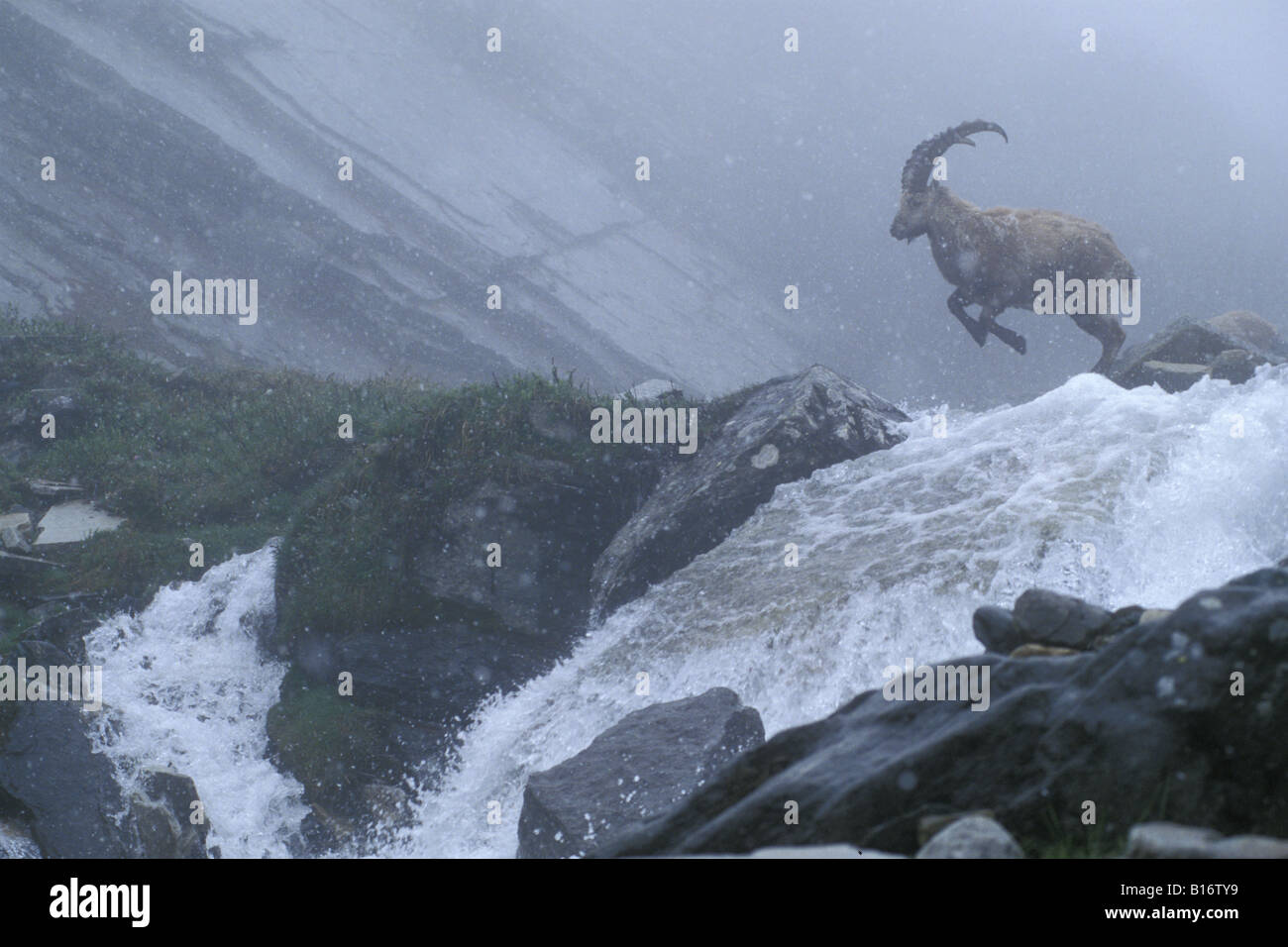 Ibex jump hi-res stock photography and images - Alamy