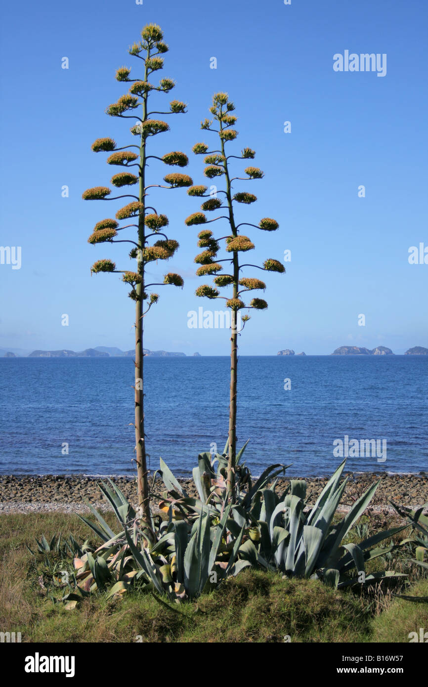New Zealand flax on a beach Stock Photo - Alamy