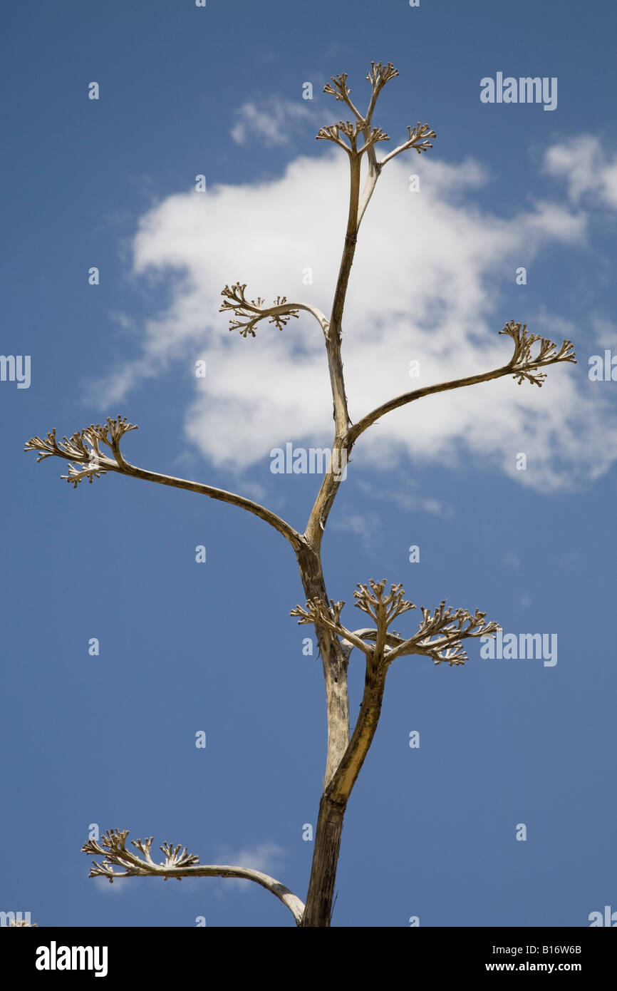 Dried cactus hi-res stock photography and images - Alamy
