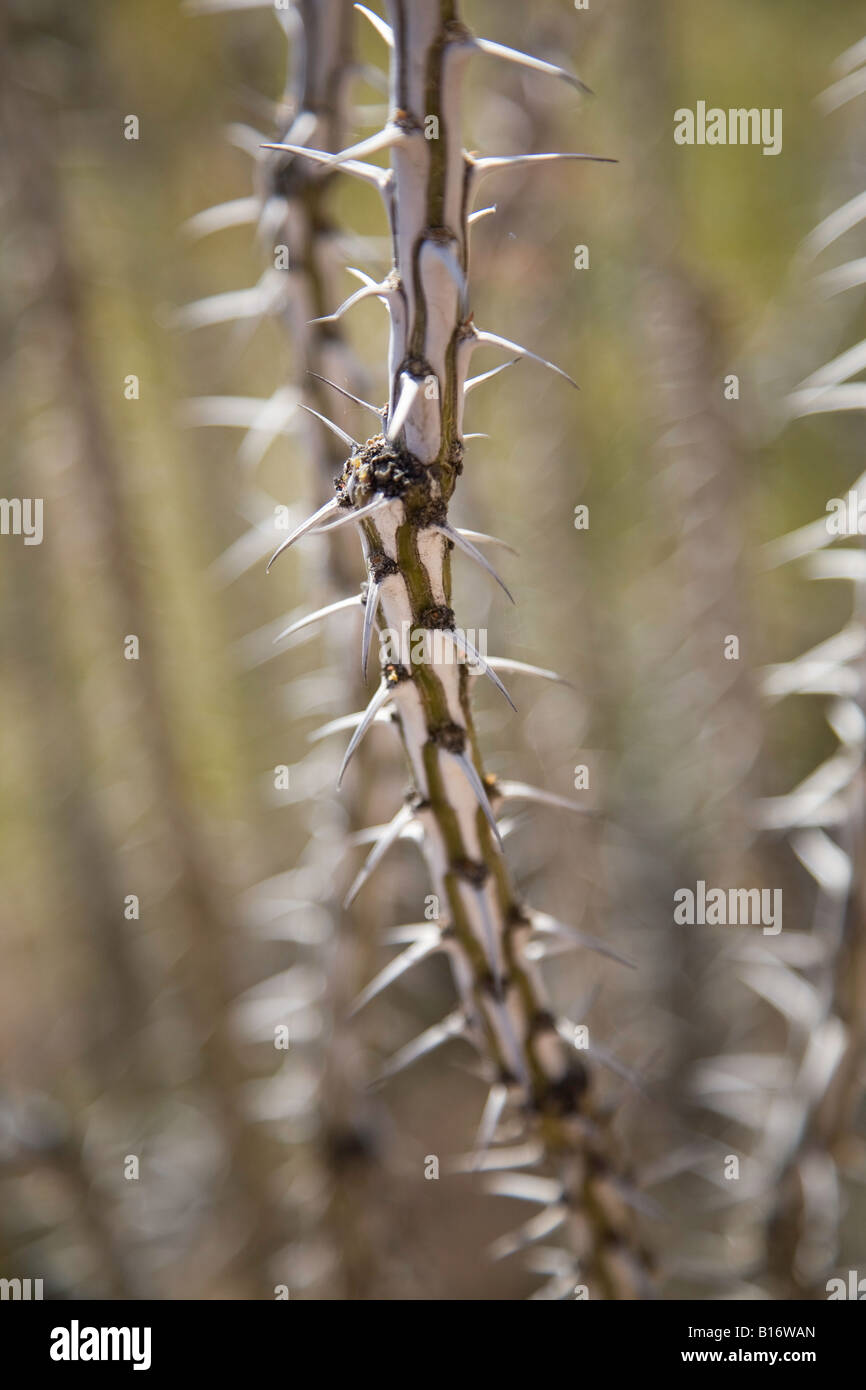 Thorn spines hi-res stock photography and images - Alamy