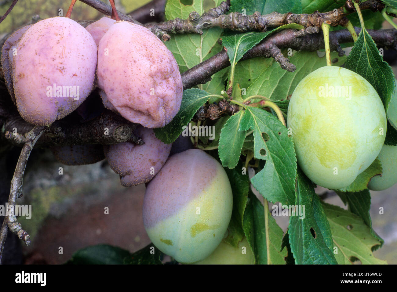 Brown Rot soft fruit disease diseased rotten garden Stock Photo - Alamy