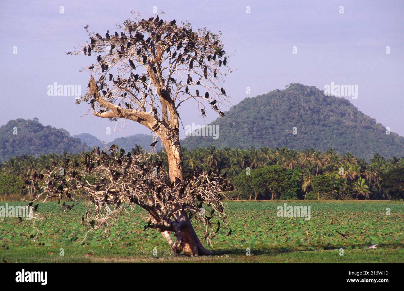 Ruhuna sri lanka hi-res stock photography and images - Alamy