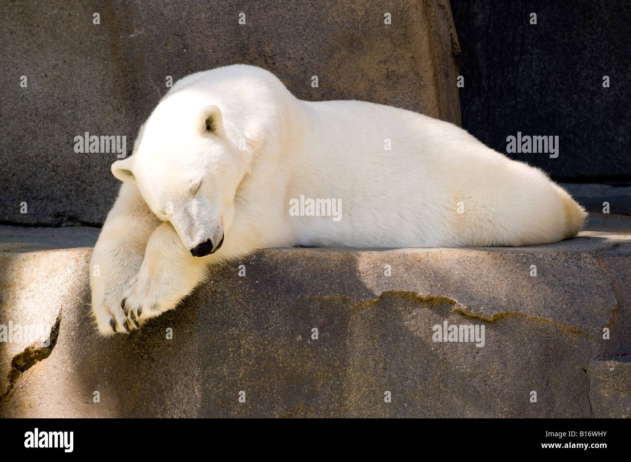 Polar Bear Snoozing Stock Photo - Alamy