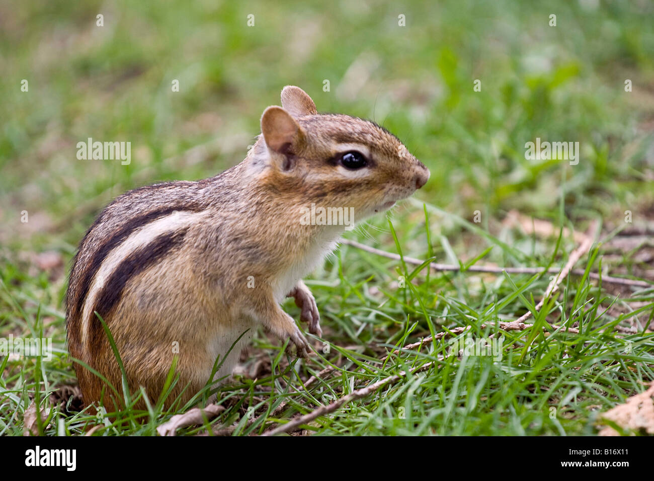 Fat chipmunk hi-res stock photography and images - Alamy