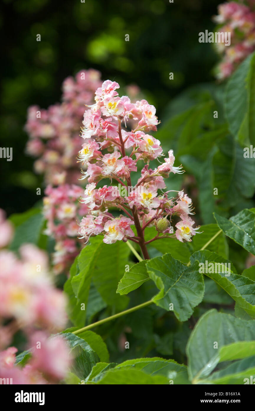 FLOWERING PINK SWEET CHESTNUT TREE IN MAY Stock Photo - Alamy