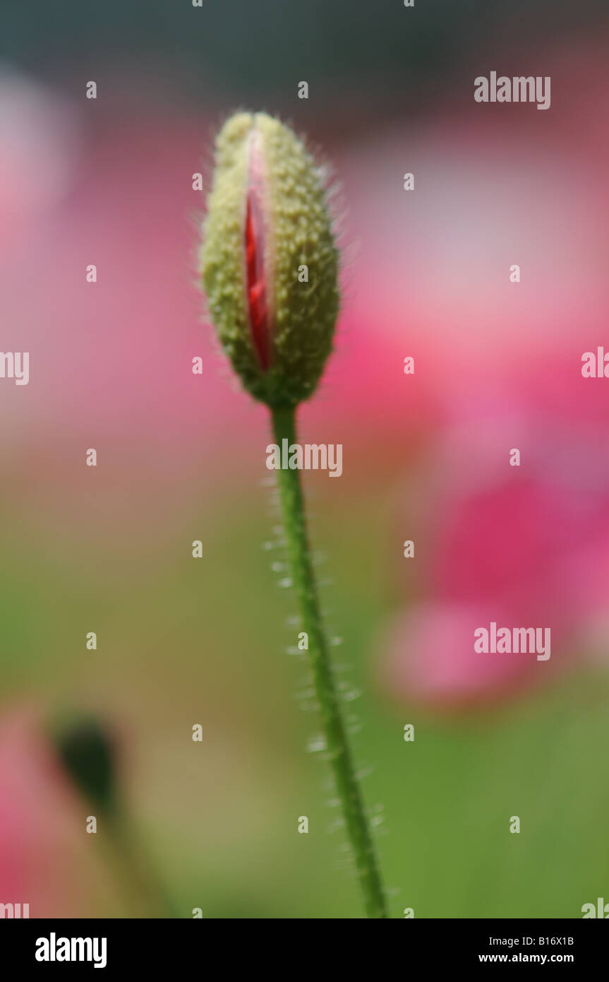 Macro poppy bud hi-res stock photography and images - Alamy