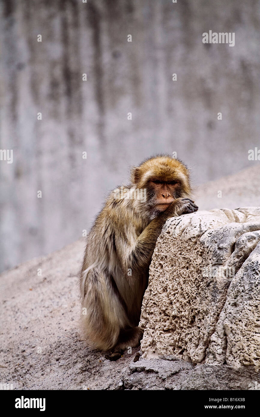 pictures of the wild animals Stock Photo - Alamy