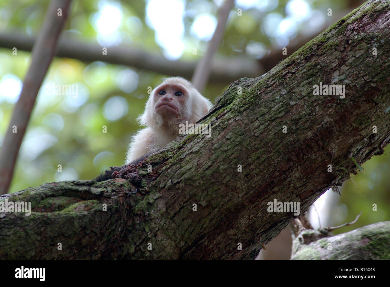 Scimmia cappuccina hi-res stock photography and images - Alamy