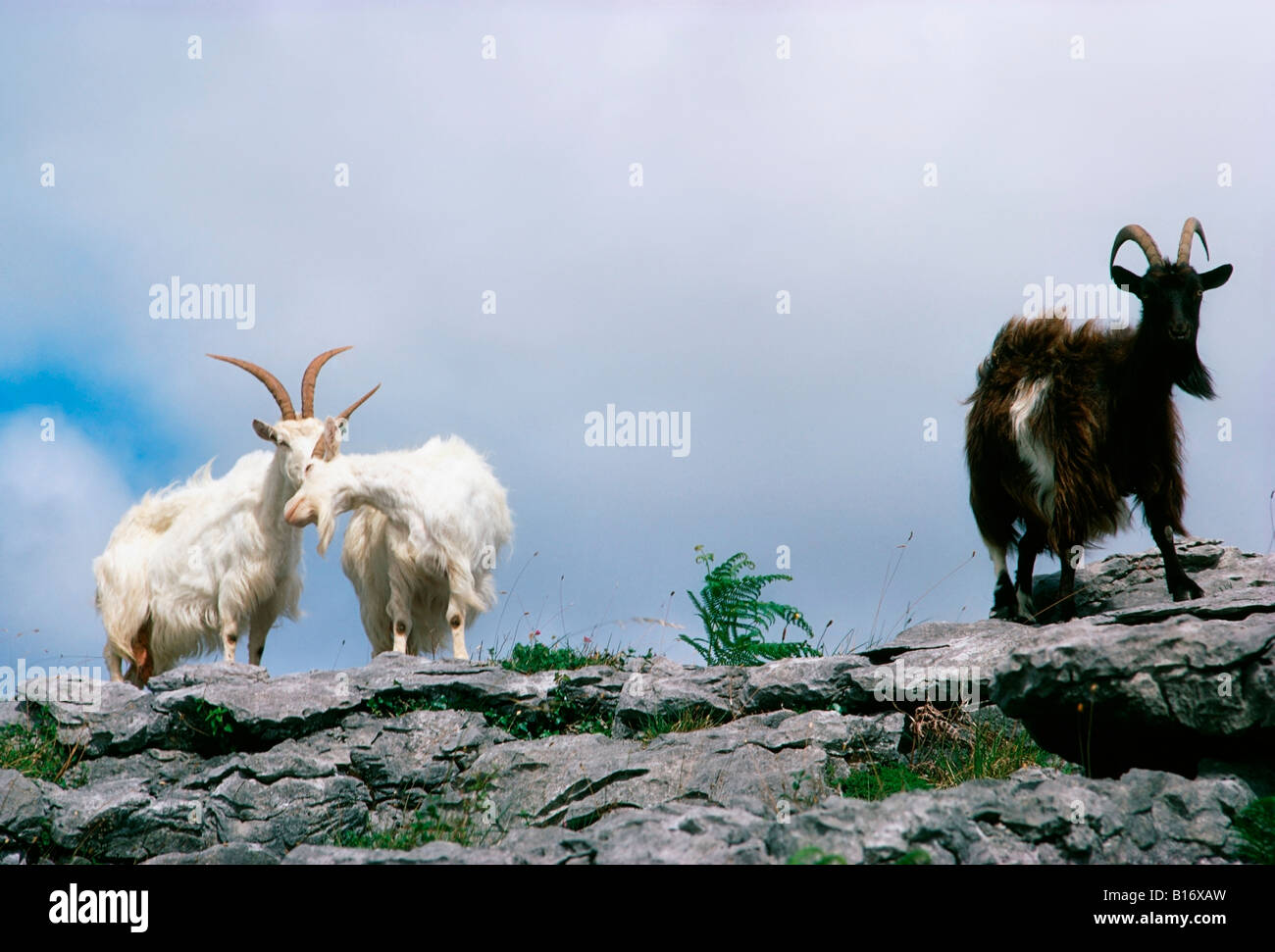 Goats, The Burren, Co Clare, Ireland Stock Photo - Alamy