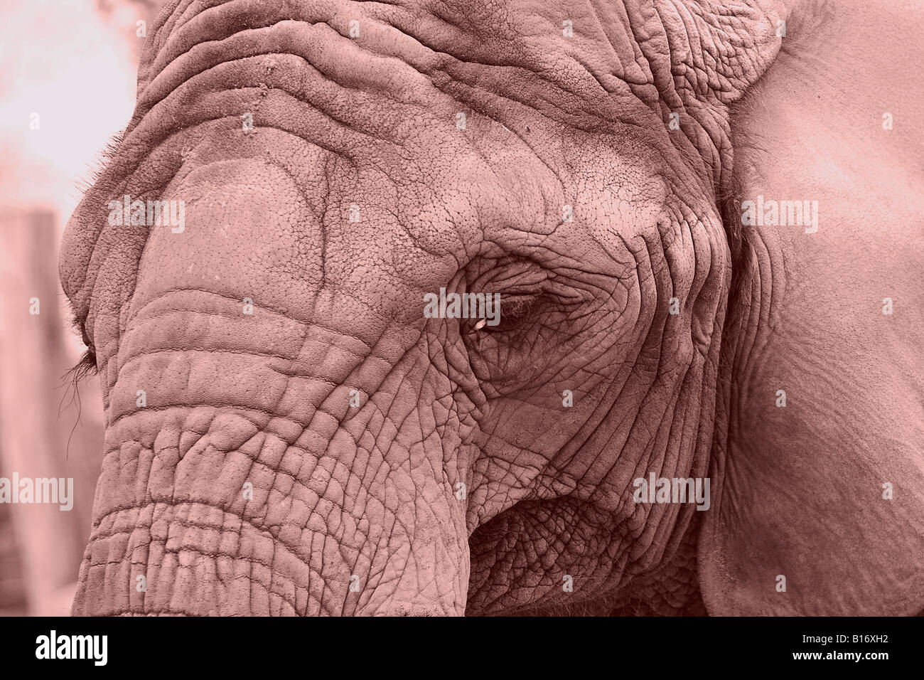 pictures of the wild animals Stock Photo - Alamy
