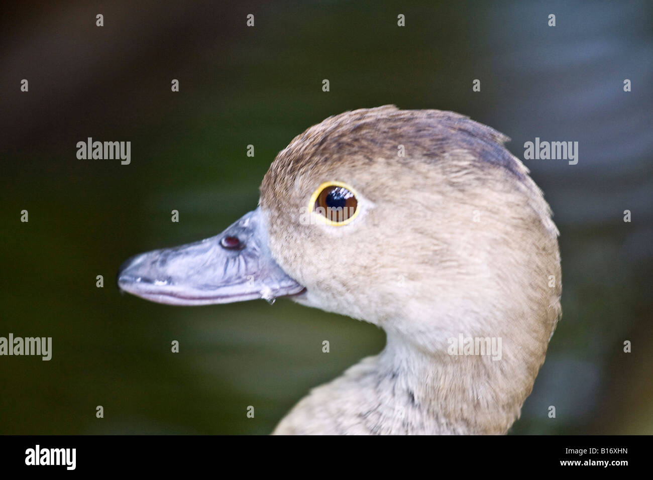pictures of the wild animals Stock Photo - Alamy