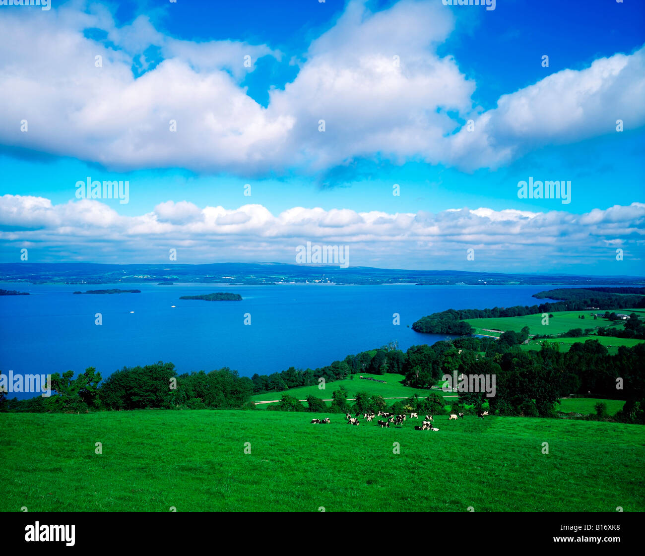 Cattle in the distance hi-res stock photography and images - Alamy