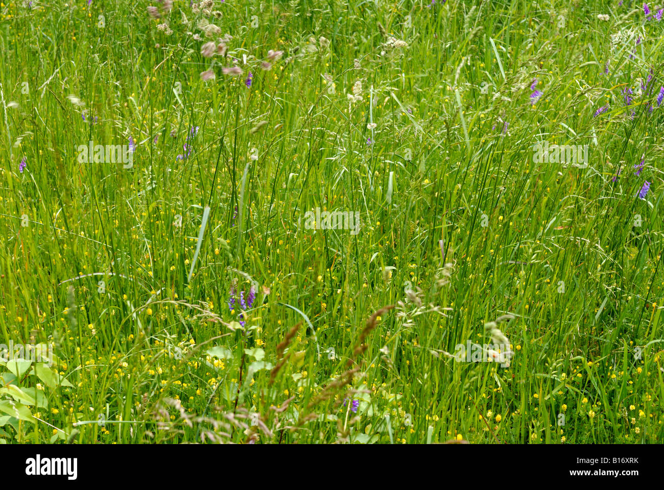 wildflowers growing in an open field during Spring Stock Photo - Alamy