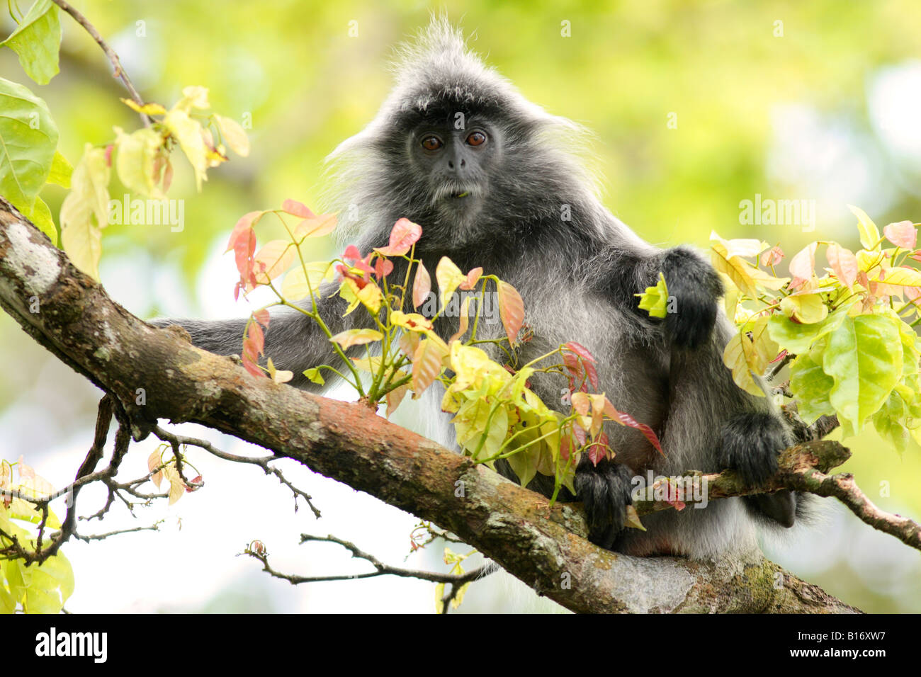 Wild silvered langur (Trachypithecus cristatus) feeding in a tree Stock ...