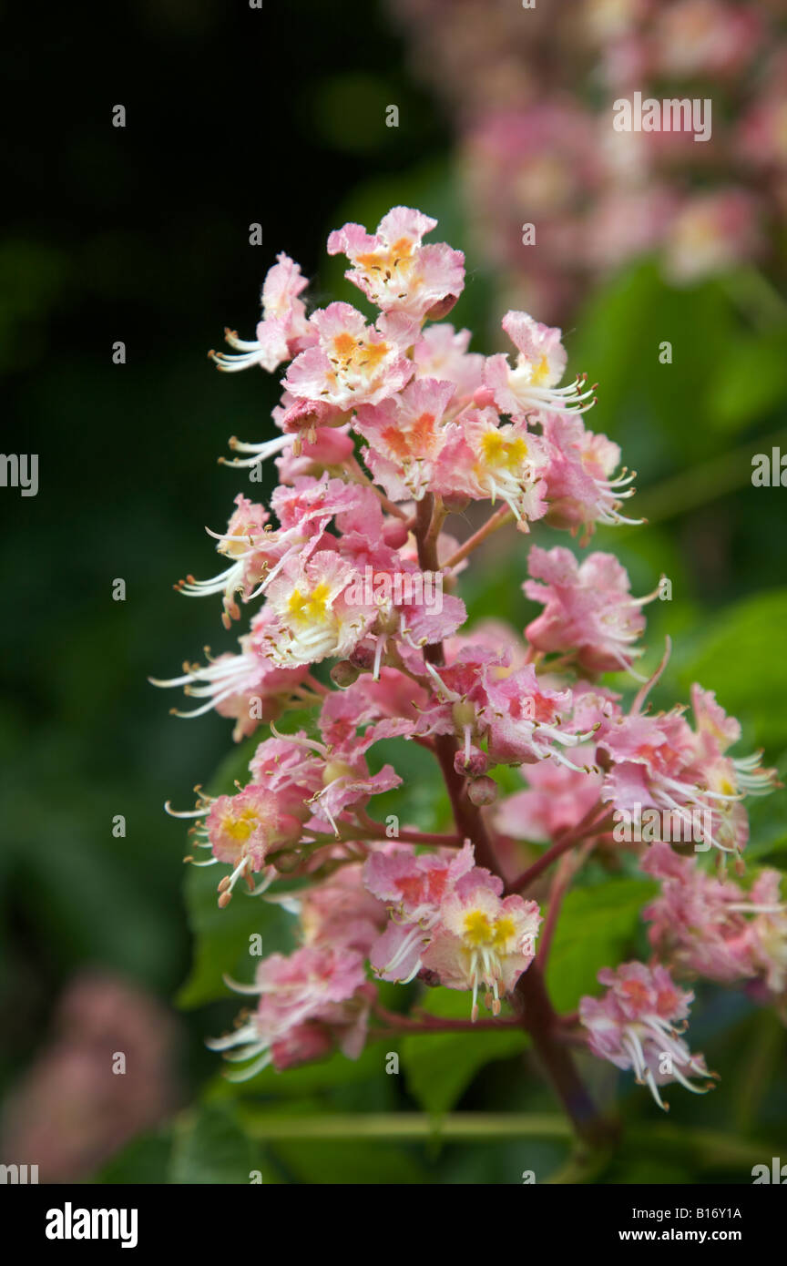FLOWERING PINK SWEET CHESTNUT TREE IN MAY Stock Photo - Alamy