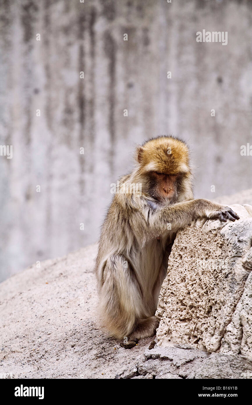 Angry macaque japan hi-res stock photography and images - Alamy