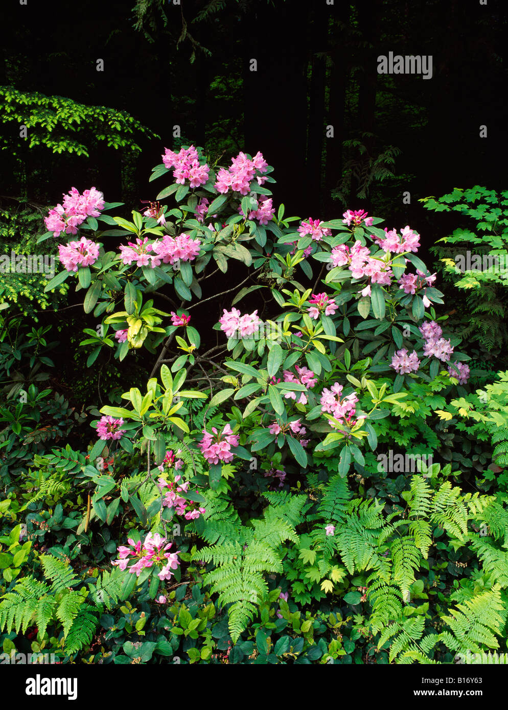 Pacific Rhododendron in bloom Rhododendron macrophyllum Mount Hood ...