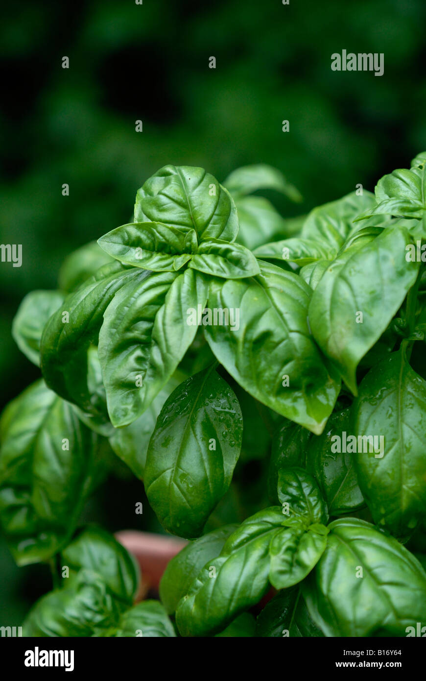 Sweet Italian Basil leaves Stock Photo - Alamy