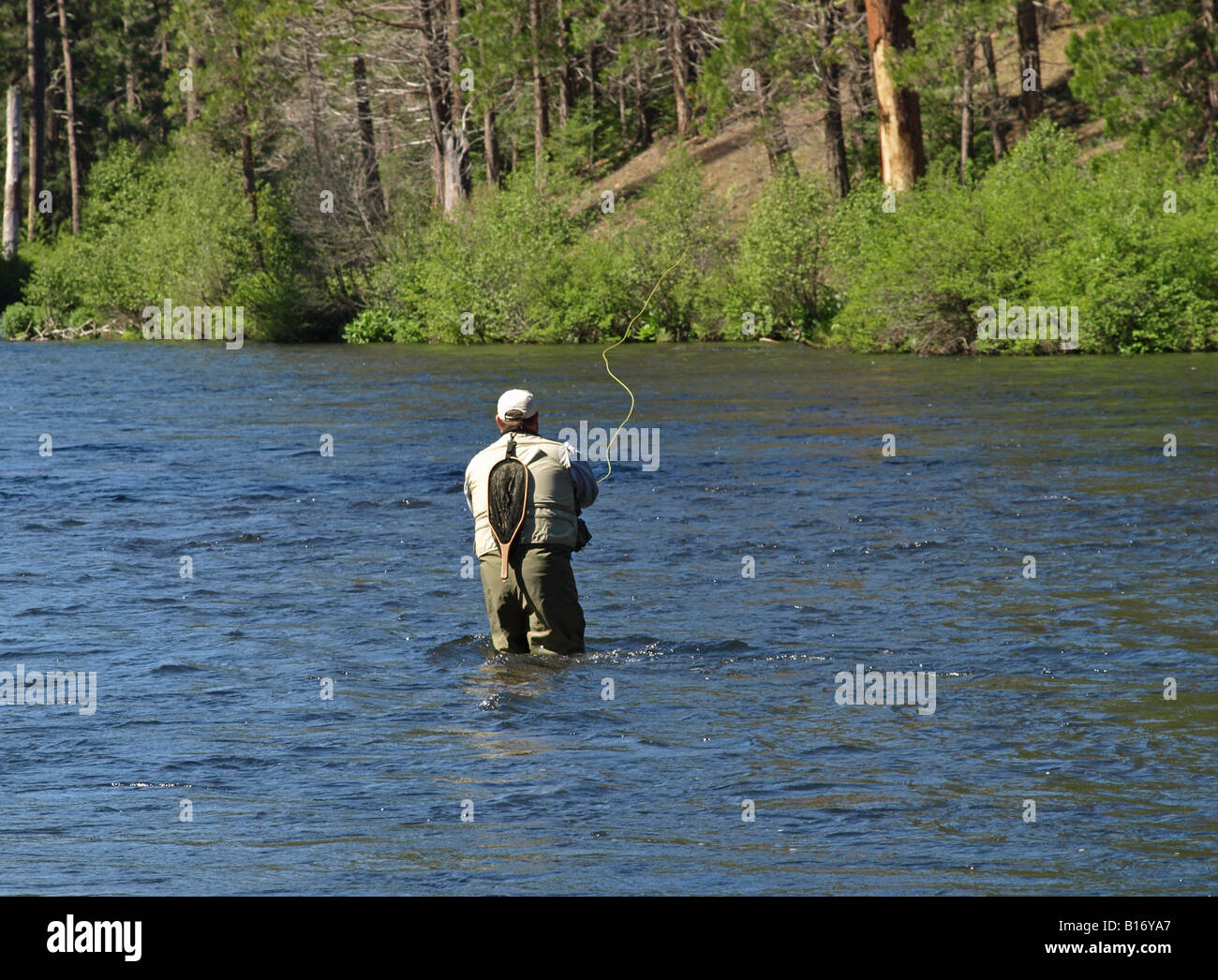 Trout catching insect hi-res stock photography and images - Alamy