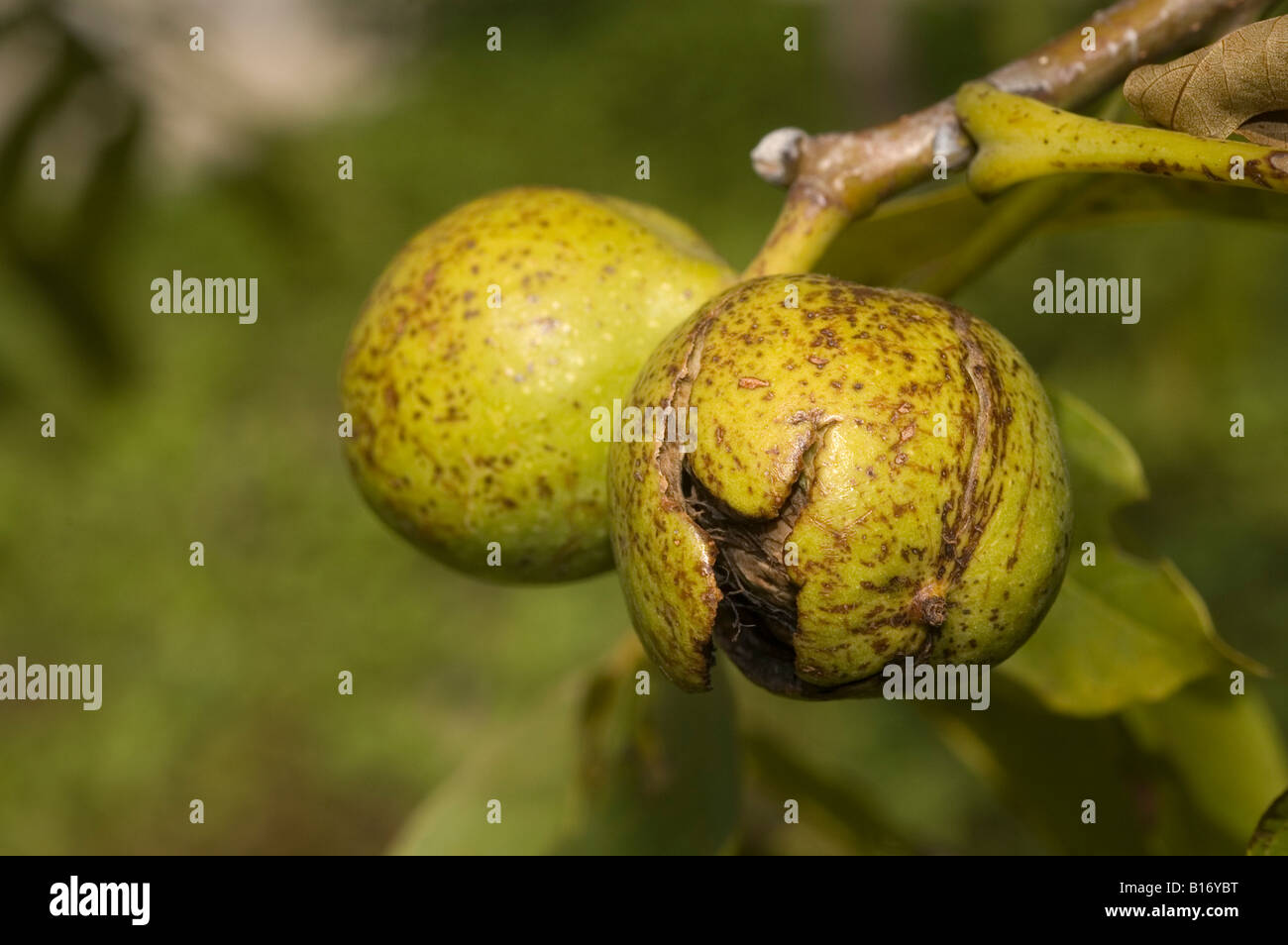 Walnut tree hi-res stock photography and images - Alamy