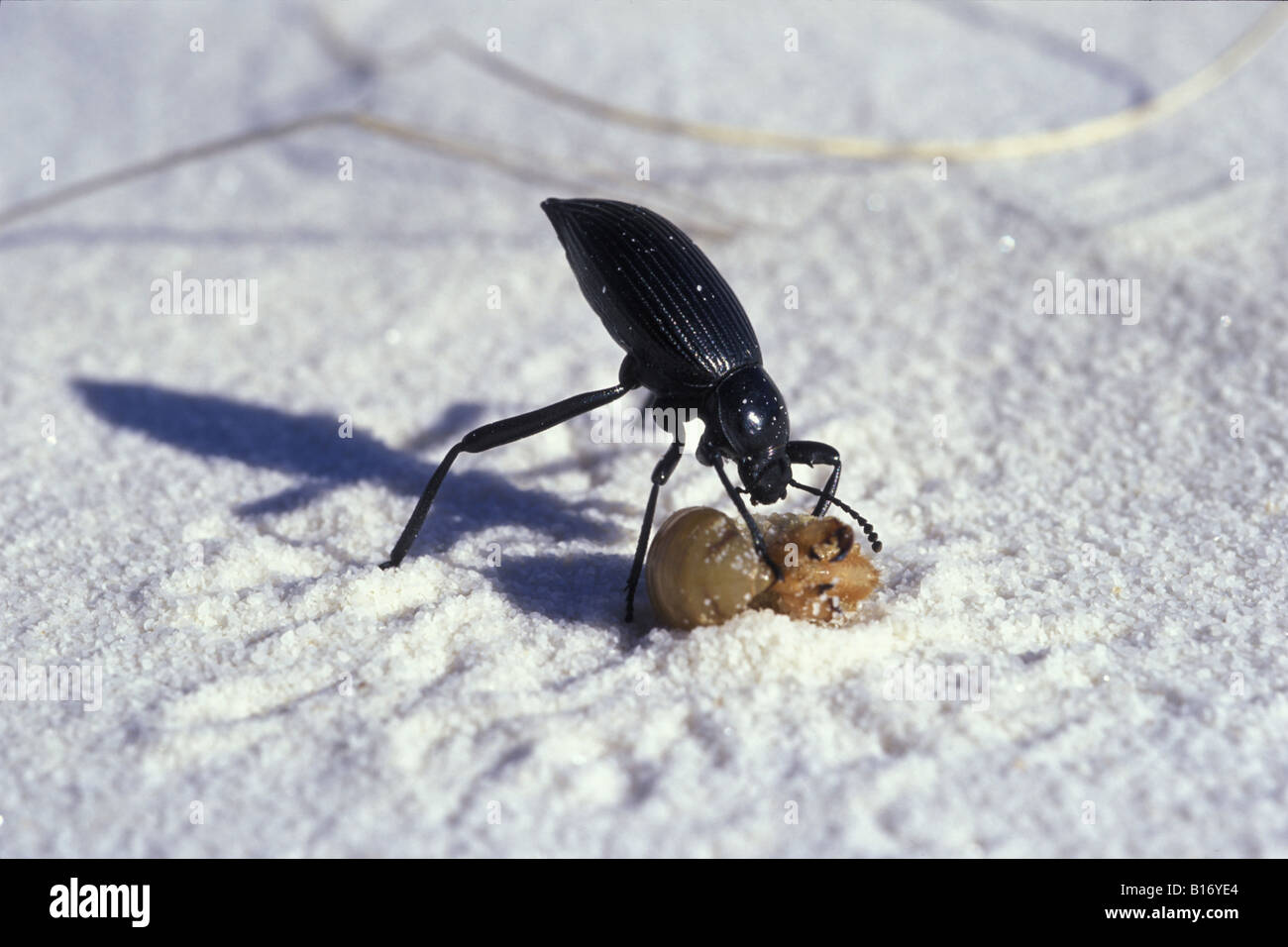 terebrionidae larvae cicada predation desert Terebrionide larva cicala ...