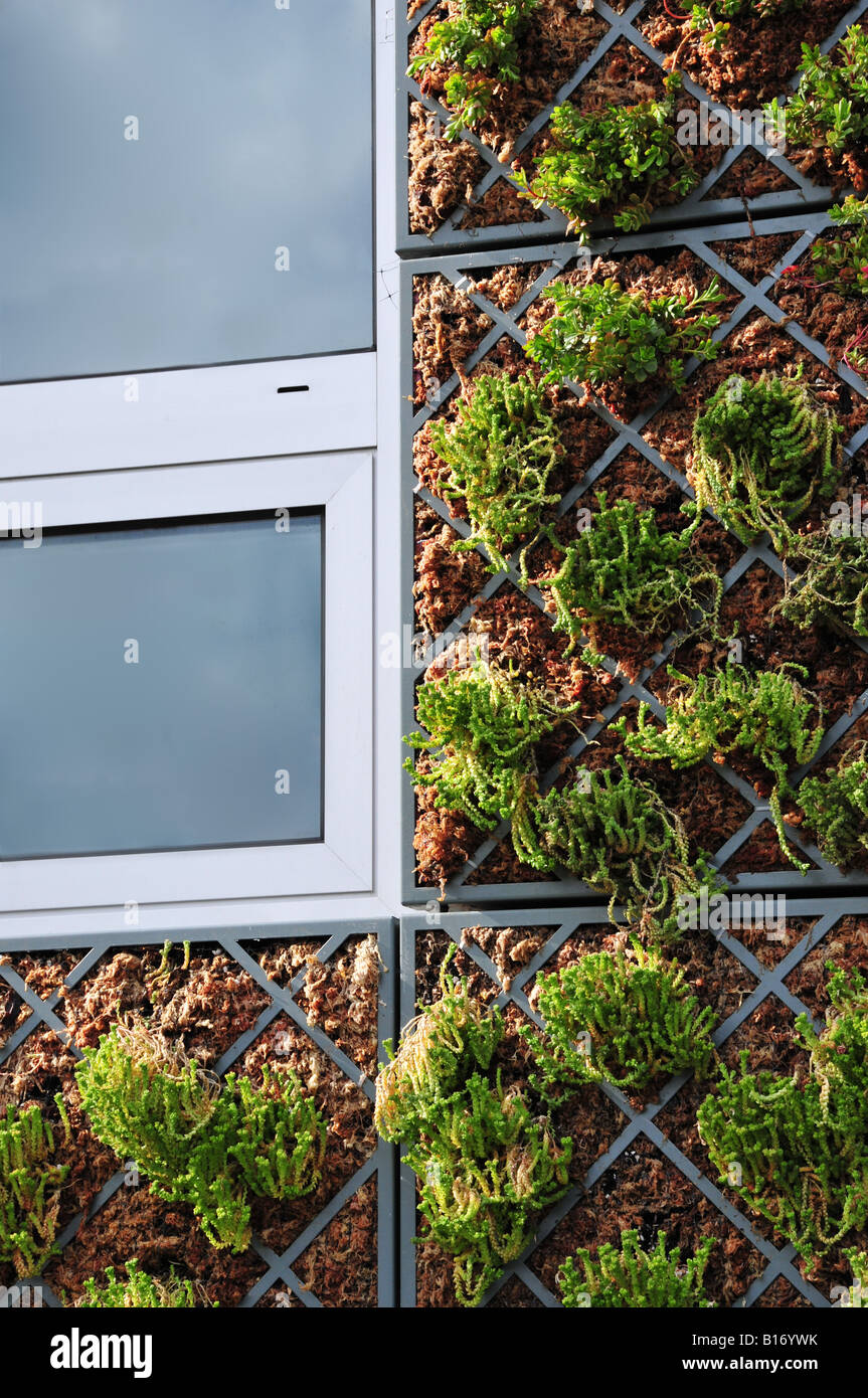 Green wall of an ecological house Stock Photo - Alamy