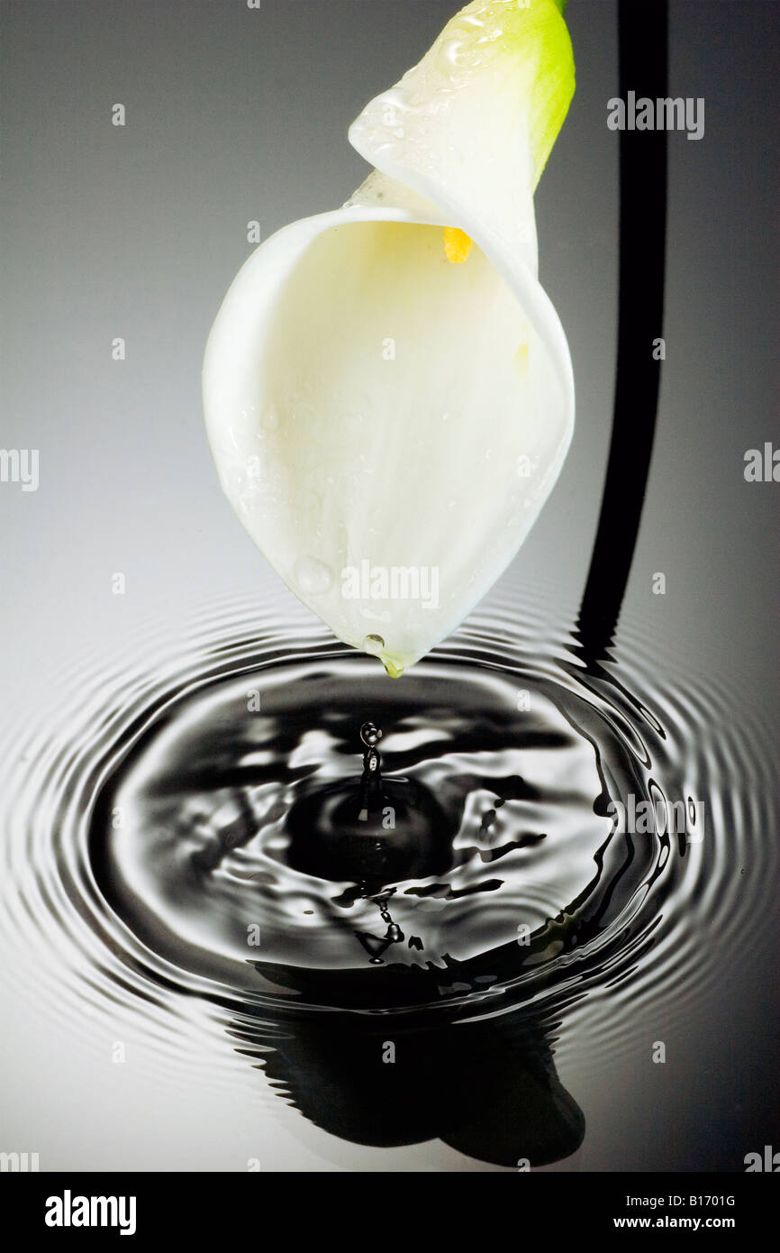 calla lily with water drop,drip, on black glass Stock Photo - Alamy