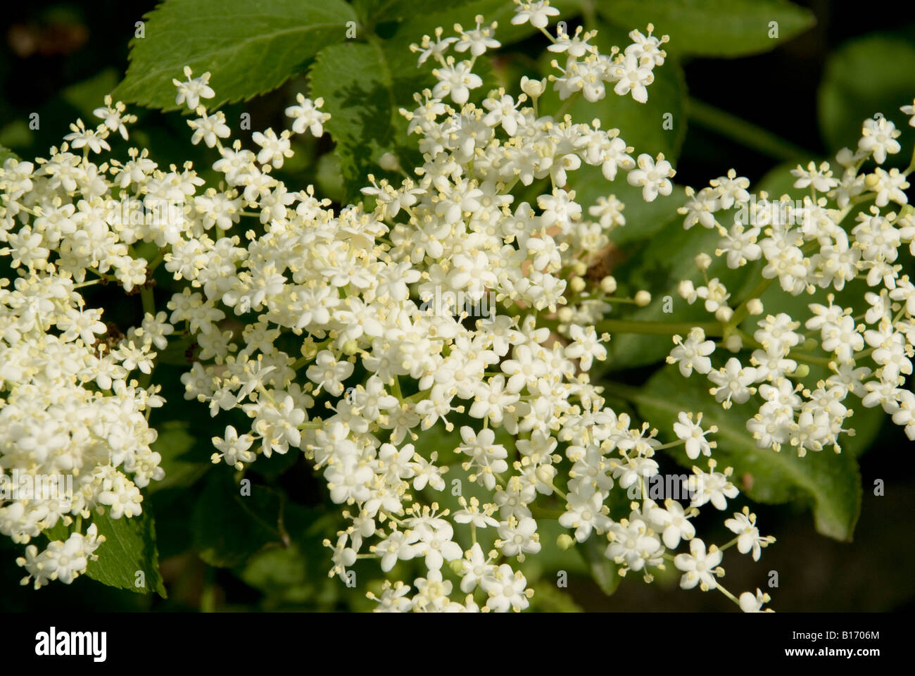 Ladybird cluster hi-res stock photography and images - Alamy