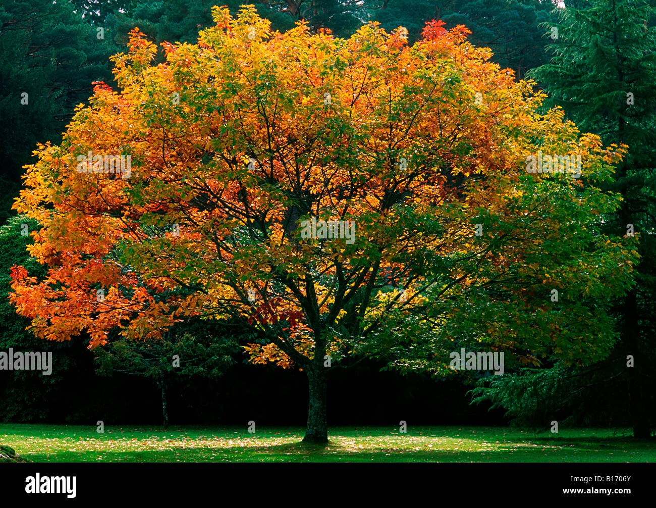 Ireland, Maple tree in autumn Stock Photo - Alamy