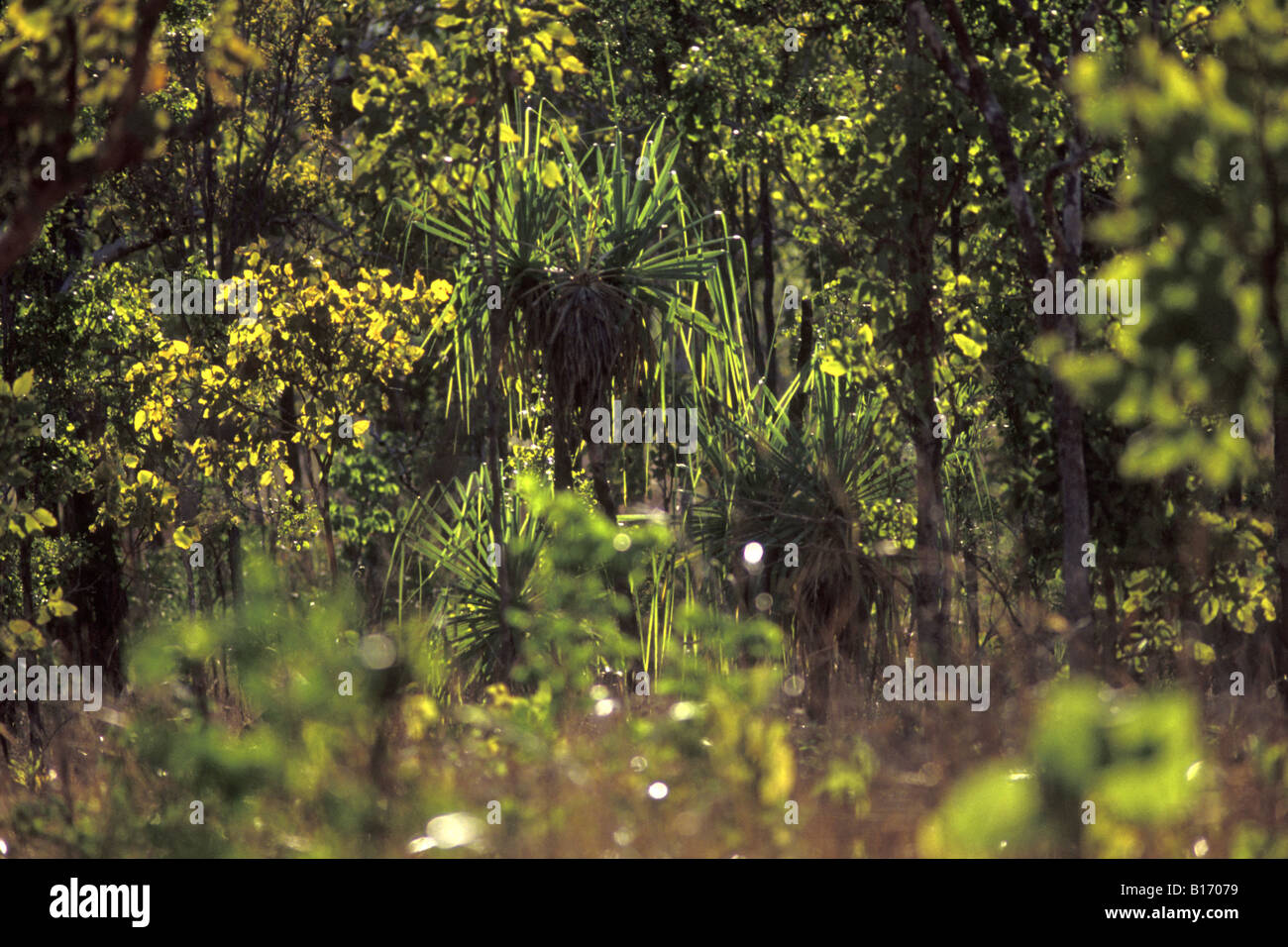 Foresta monsonica hi-res stock photography and images - Alamy