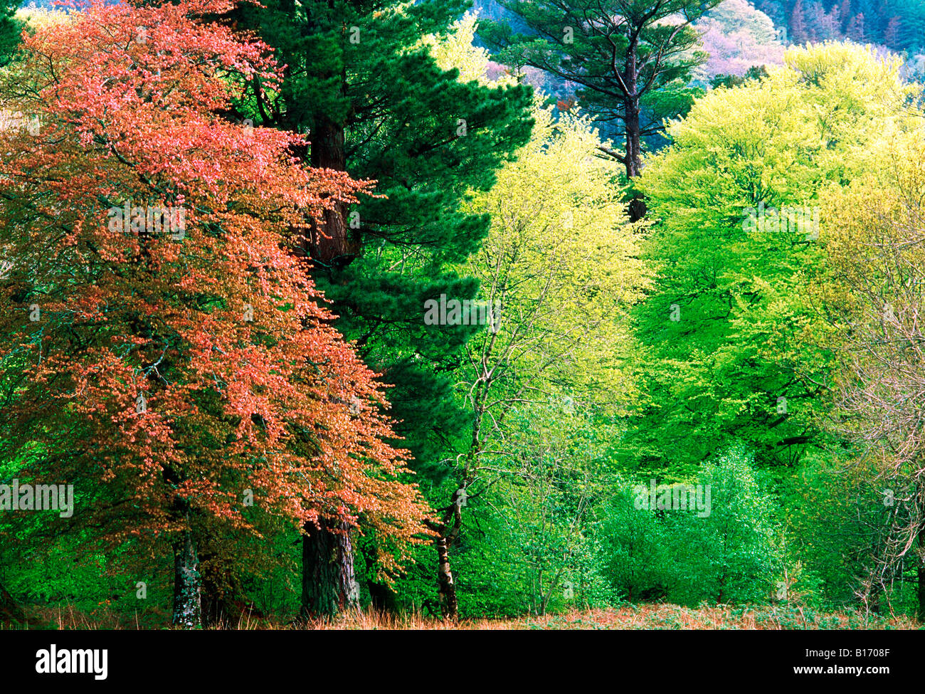 Killarney, County Kerry, Ireland Stock Photo - Alamy