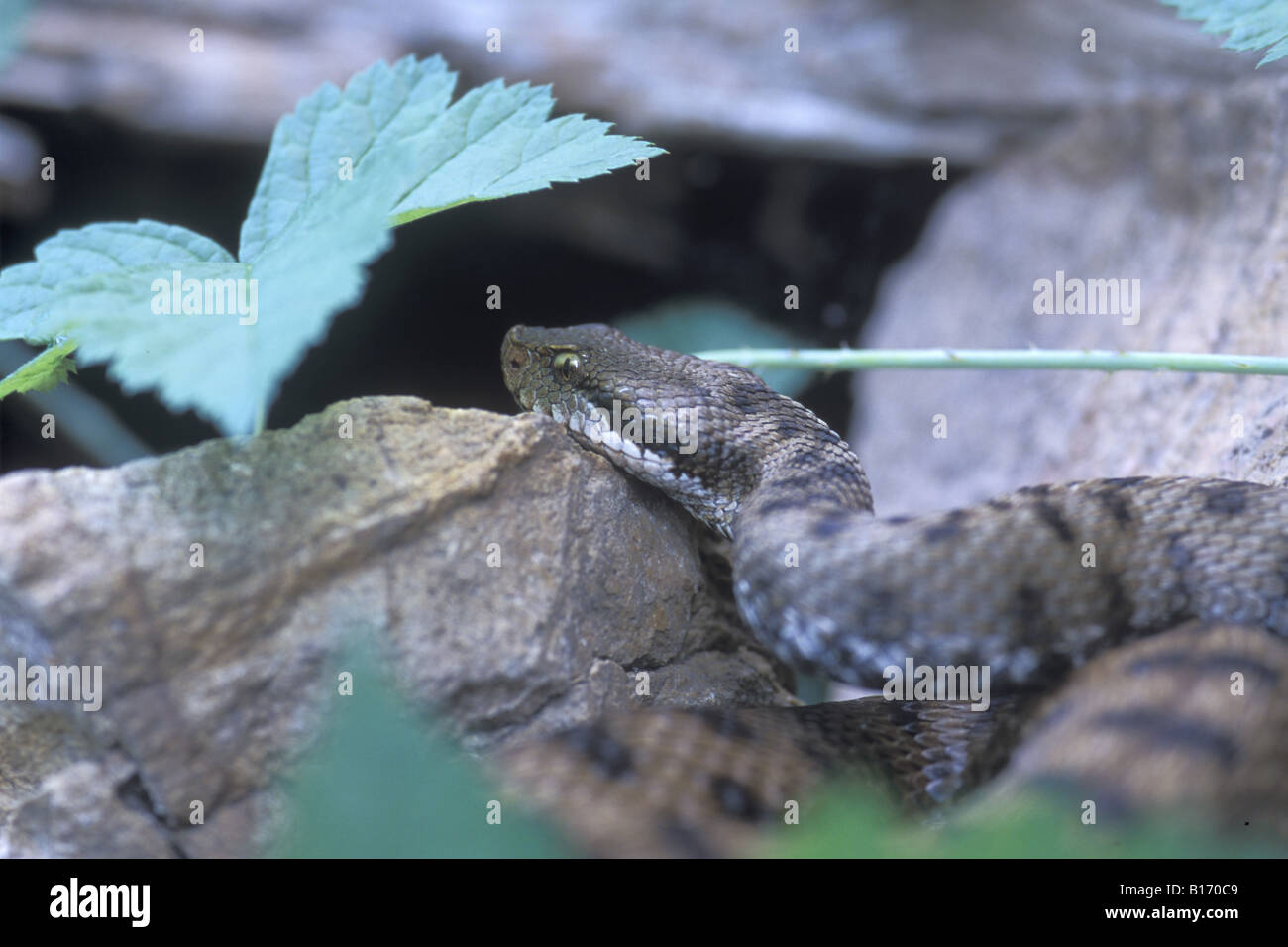 Vipera aspis reptile snakes mountain rettili serpenti montagna Valnoney ...