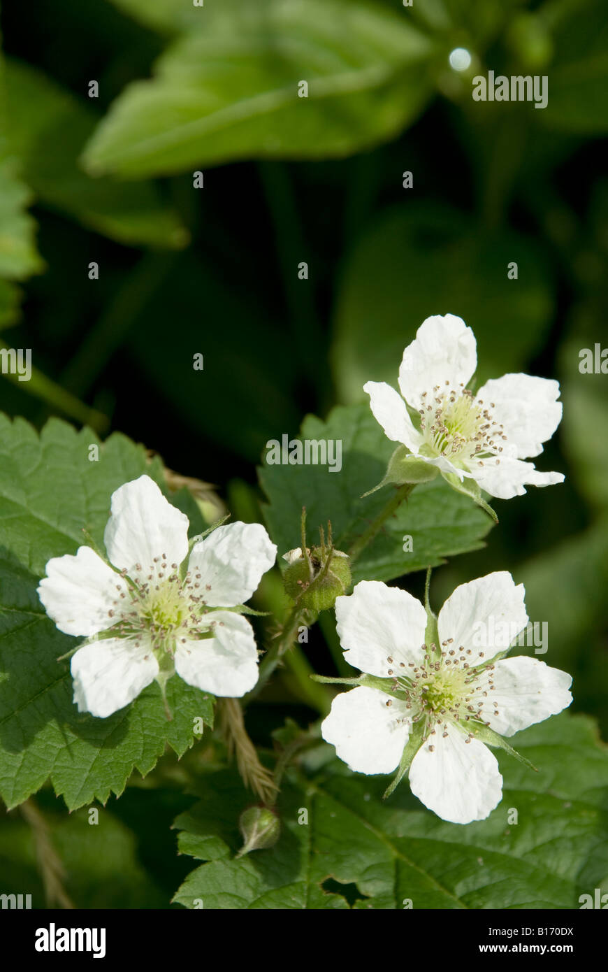 Rubus fruticosus hedge hi-res stock photography and images - Alamy