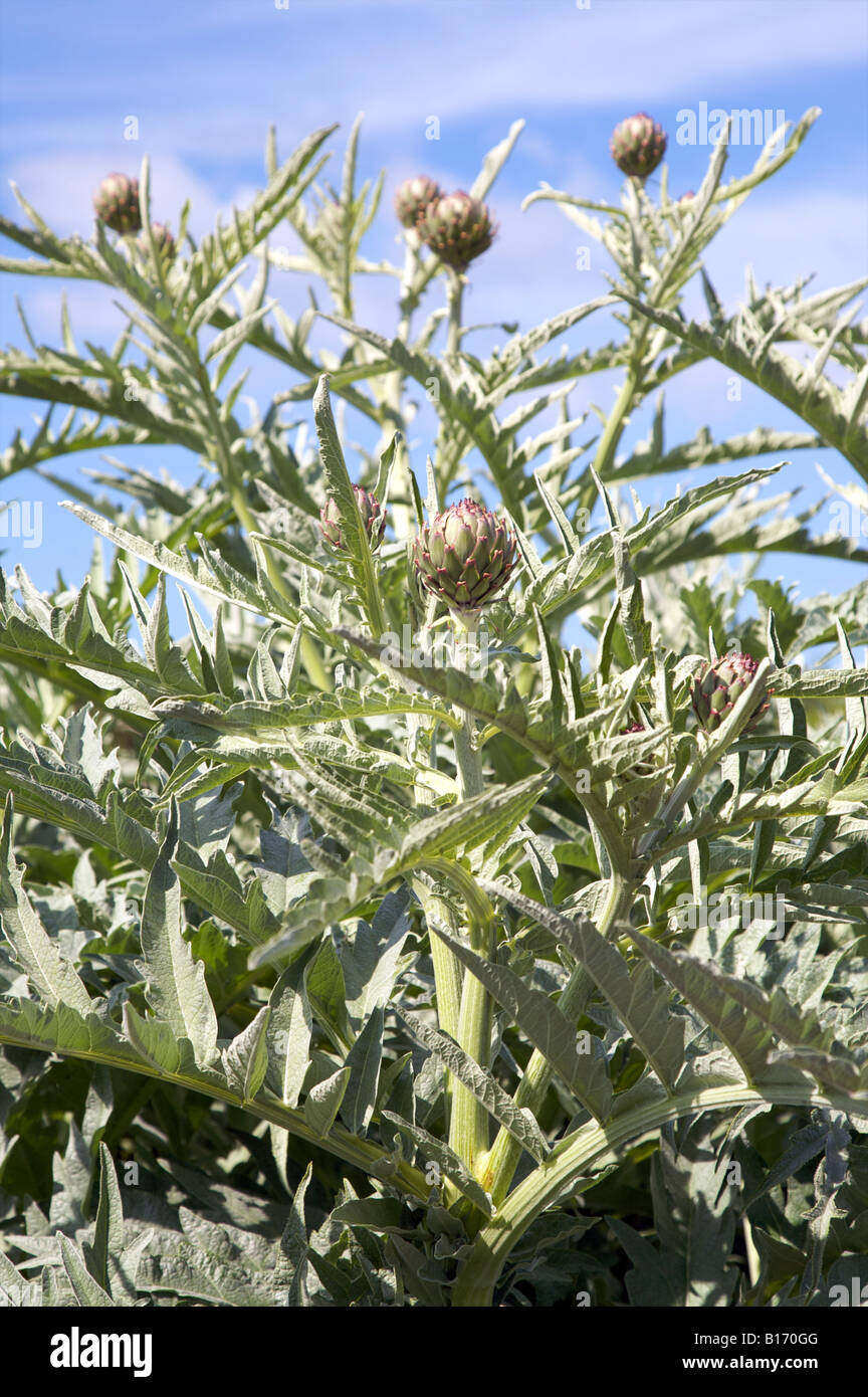 Globe artichoke garden border hi-res stock photography and images - Alamy