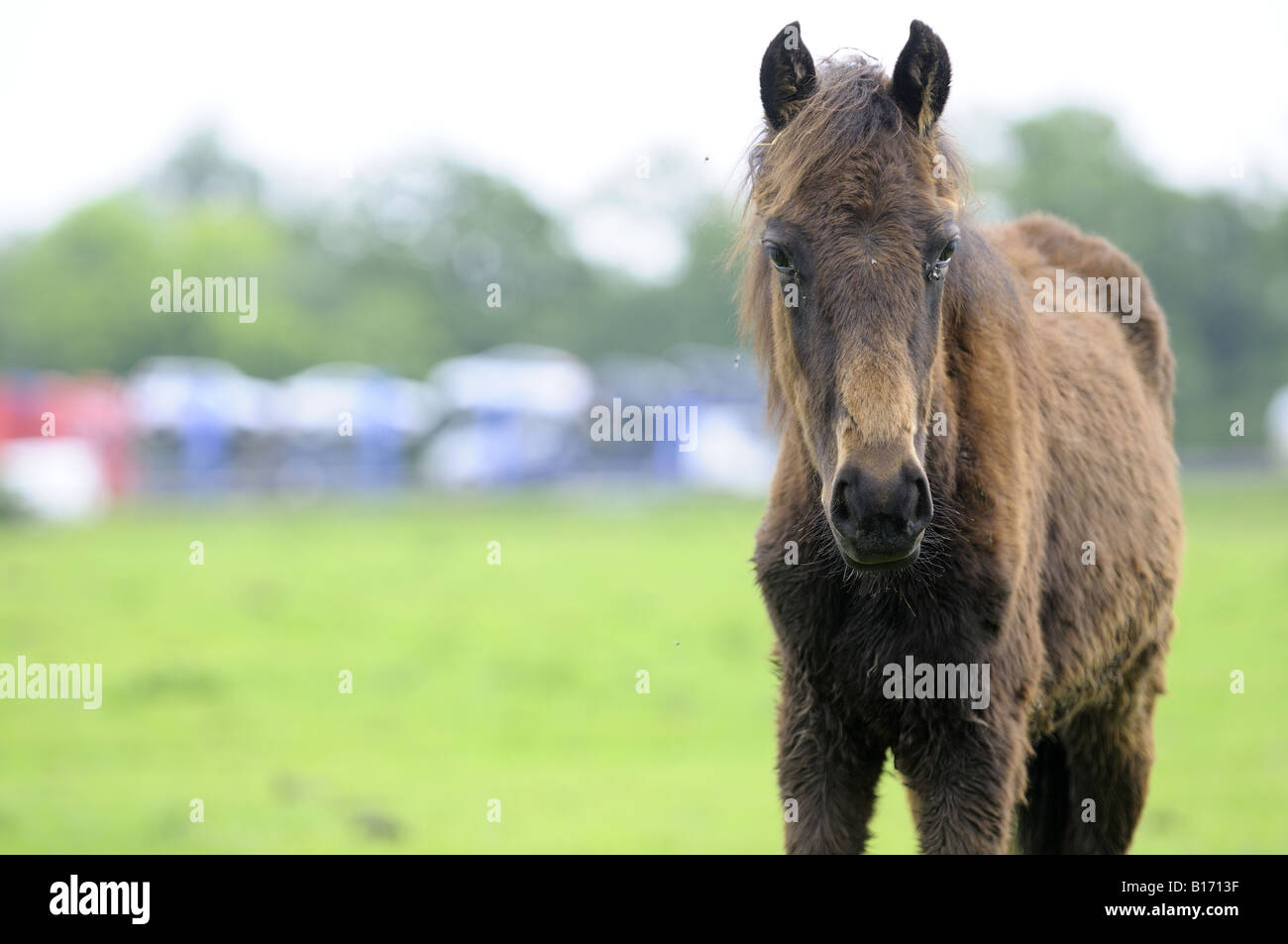 Horse behind a tree hi-res stock photography and images - Alamy