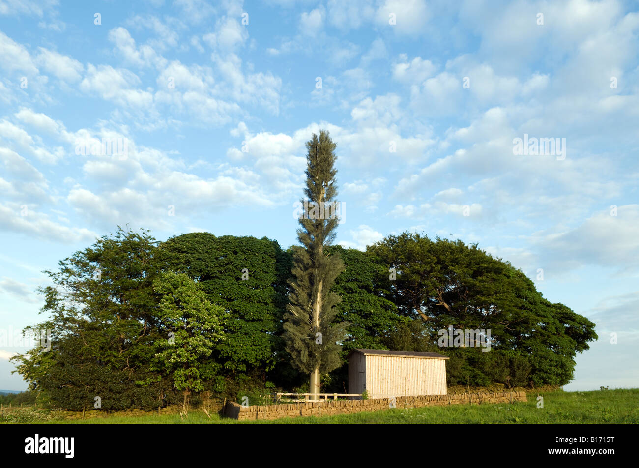 Radio telecommunications mast disguised as a tree Stock Photo - Alamy