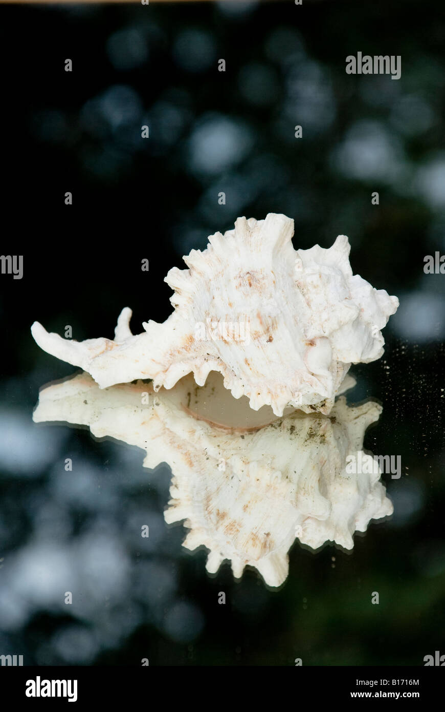 seashell and reflection Stock Photo - Alamy