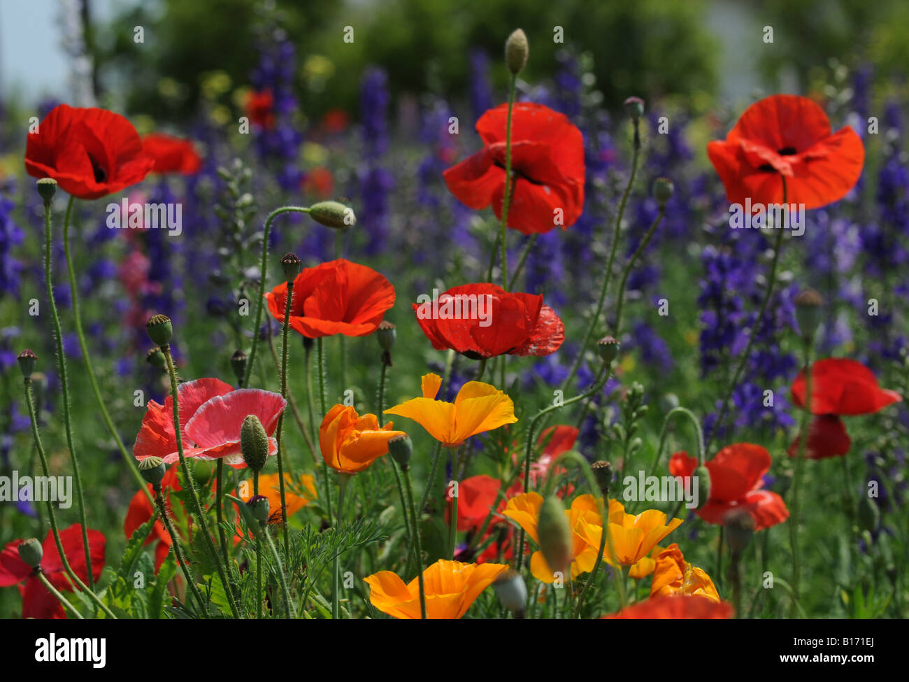 Red and yellow wildflowers hi-res stock photography and images - Alamy