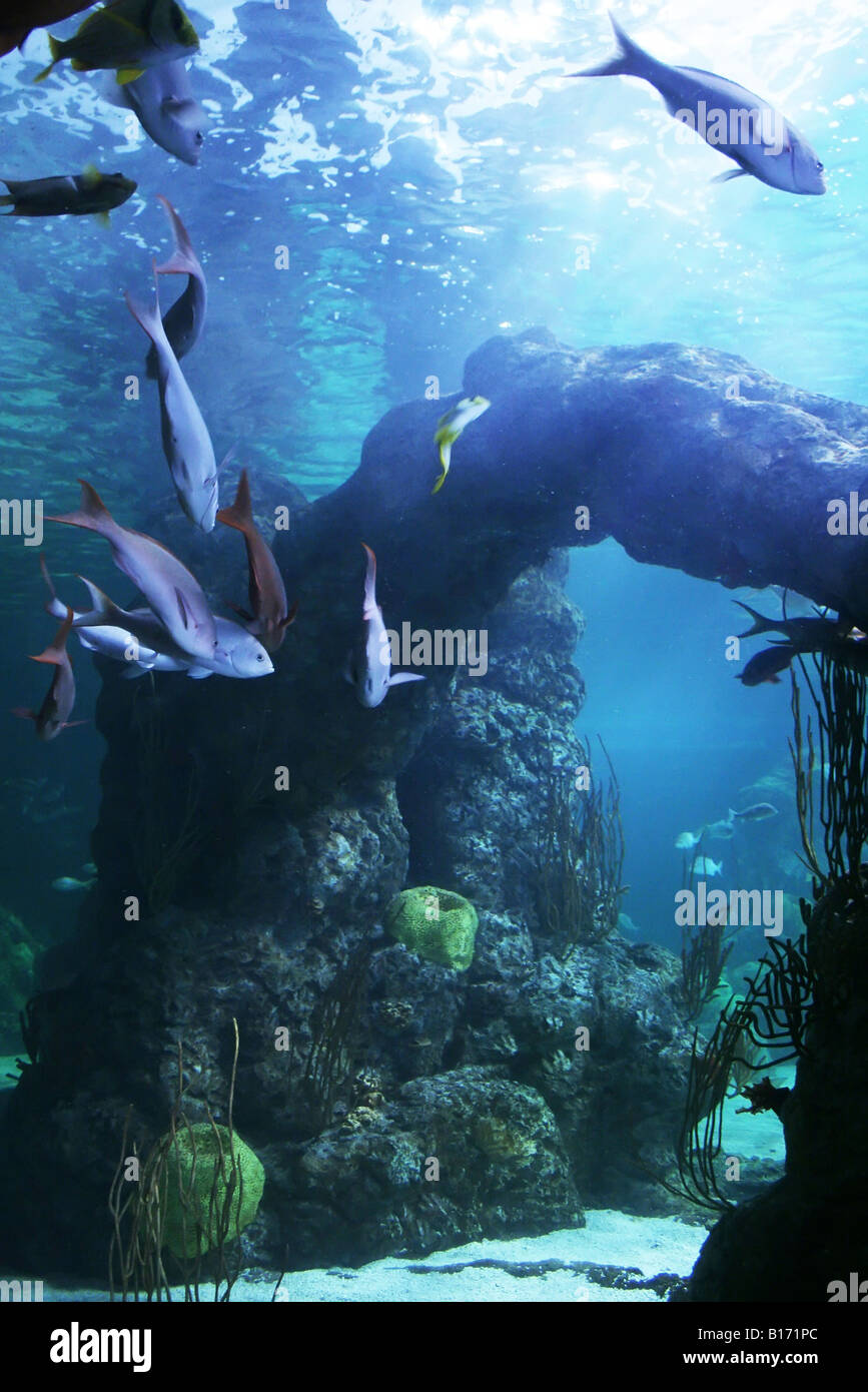 reef full of vibrant fish Stock Photo - Alamy